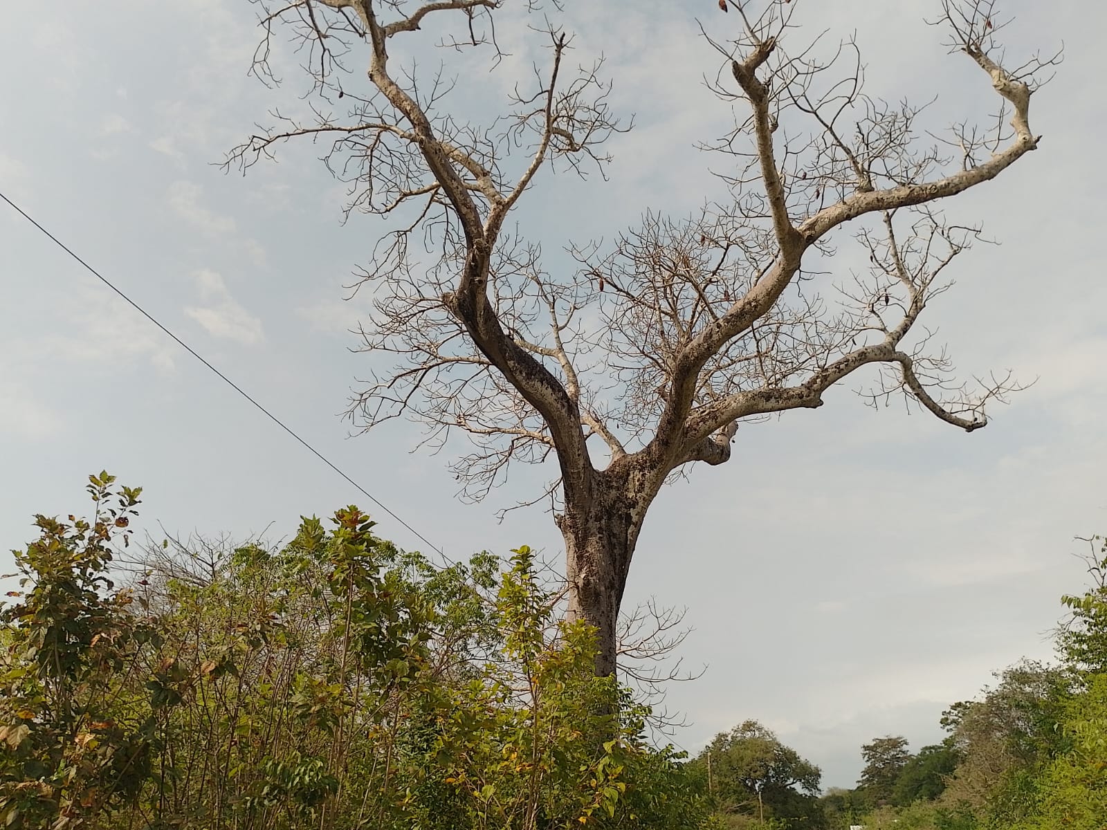 Prime Quarter-Acre Plot – 3rd Row Behind Kijani Cottage | Charringtons ...
